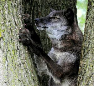 Can Werewolves Climb Trees? – Maegan A. Stebbins – Maverick-Werewolf's Den